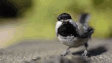 Great Tits  S Tenor