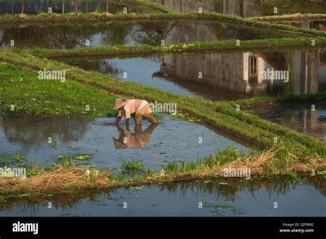 The Landscape Of The Rice Fields Rice Farmers Working In The Rice