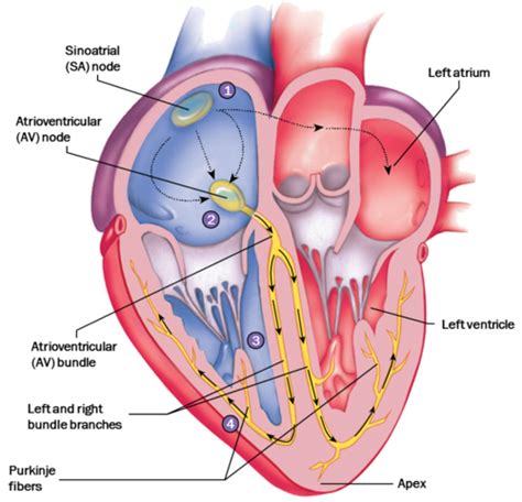 Ch 20 Cardiovascular System Heart Biol 215 Flashcards Quizlet