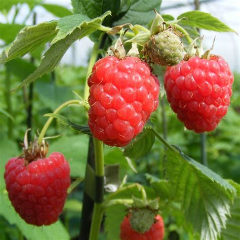 Raspberry Rubus Malling Jewel Agm Polybag 5 Coolings Garden Centre