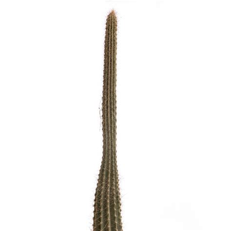 Nycto Cactus Floramix