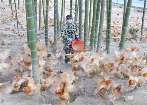 浙江安吉竹林飞出致富鸡 人民图片网