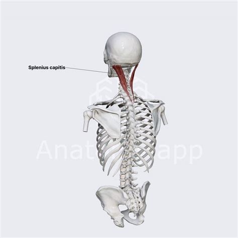 Splenius Capitis Muscle Anatomyapp