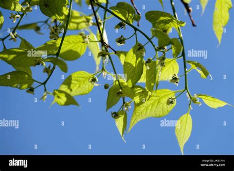 Common Hackberry Celtis Occidentalis Flower Hackberry Branch Light
