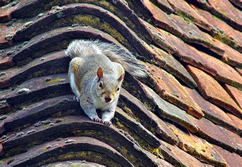 Squirrel Chipmunk Mammal Free Photo On Pixabay Pixabay