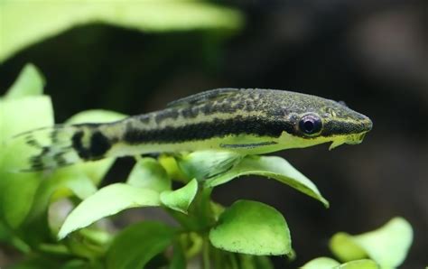 Otocinclus Catfish The Complete Care And Breeding Guide