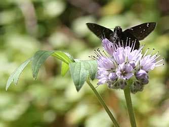 Ballhead Waterleaf Wildflower Pictures