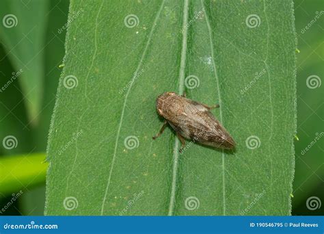 European Alder Spittle Bug Aphrophora Alni Stock Image Image Of