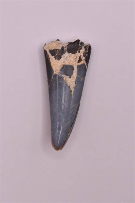 Xiphactinus Audax Cretaceous The Fossil Forum