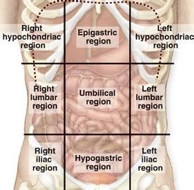 Abdomen Nine Regions Diagram Quizlet