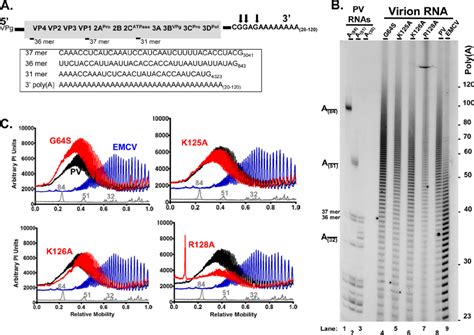 Lengths Of Polya Tails In Virion Rna Measured By 32 P Pcp End