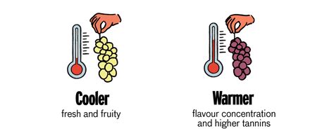 Wine Fermentation How Does It Work Good Pair Days