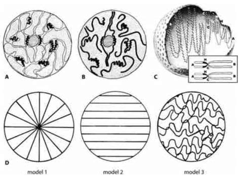 Hypothetical Arrangements Of Interphase Chromosomes And Chromatin Download Scientific Diagram