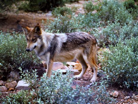 Mexican Gray Wolf Recovery A Binational Effort Desert Diaries