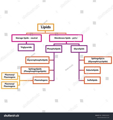 Diagram Showing Classification Lipids Storage Lipids Stock Vector Royalty Free 2396031023