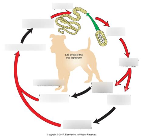 Parasitology Life Cycle Of The True Tapeworm Diagram Quizlet