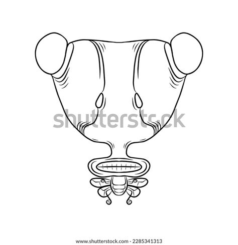 Green Fly Chibi Model Black White Stock Vector Royalty Free