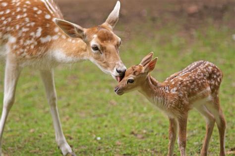 Maternal Instinct And Biology Evolution Ensures We Want Sex Not Babies
