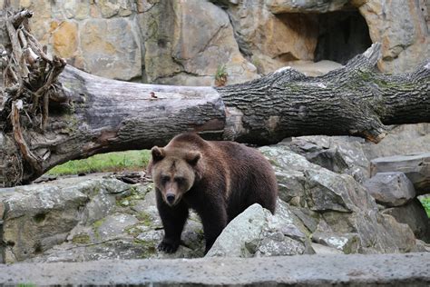 Return Of The Berlin Bears Zoo Berlin