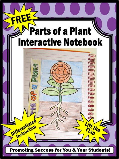 Parts Of A Plant Interactive Notebook Promoting Success For You And Your