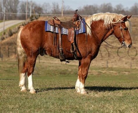 Trevor Patrick Archives