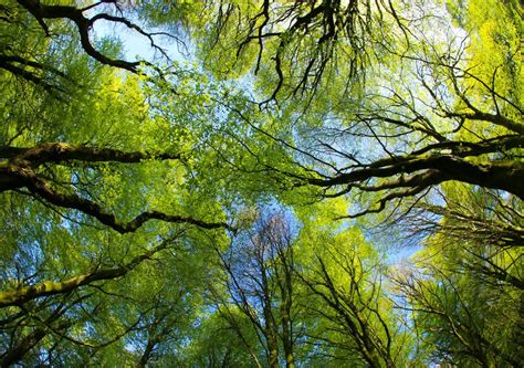 Flood Protection From Trees Valued At 400 Million A Year