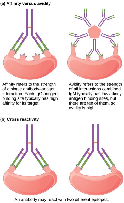 Diagnostic Immunology Boundless Microbiology