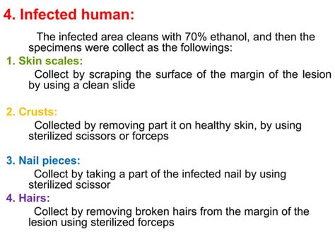 Isolation Of Fungi For Microbiology Undergraduate Ppt Biological