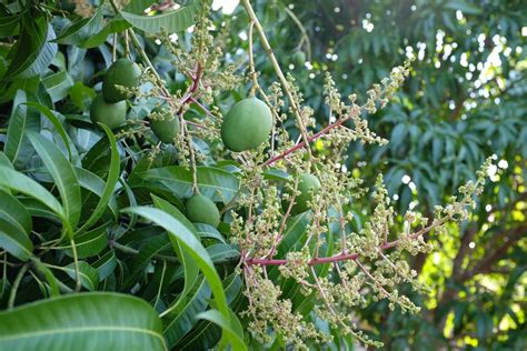 Fruit For Saturday February 18 2017 And A Mango Update — The Mango Place