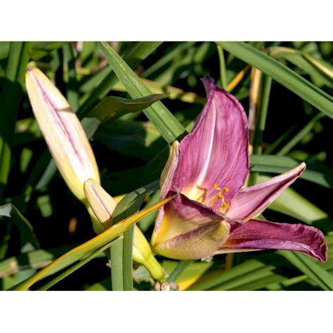 Daglilje Lavender Deal Stauder Plantetorvetdk