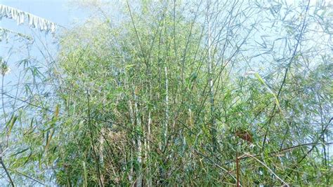 The Small Bamboo In The Garden Is Very Green Stock Image Image Of Wildflower Crop 340174989