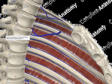 Second Posterior Intercostal Vein Complete Anatomy
