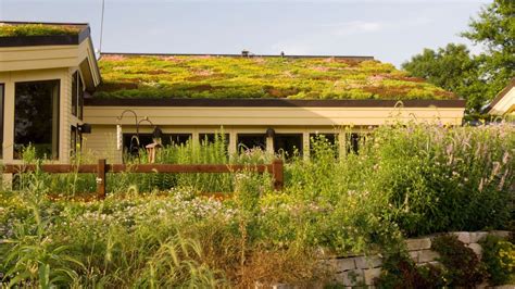 5 Cold Hardy Plants For A Green Roof Expert Picks Homes And Gardens
