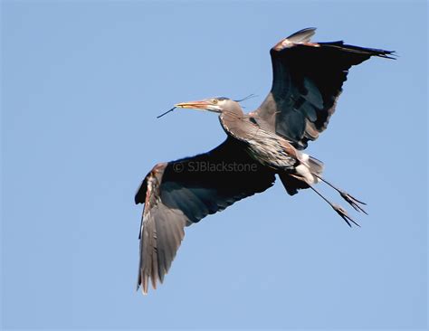 Great Blue Heron In Flight Wings And Feathers