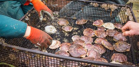 A Swell To Quell The Dissolution Of Shell Hakai Institute