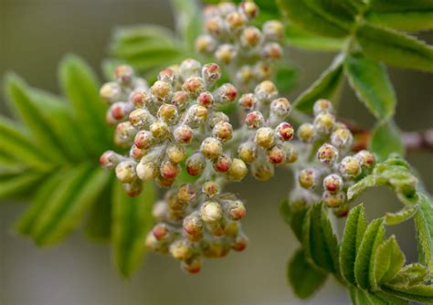 Cormus Domestica Üvez Kocaeli Bitkileri