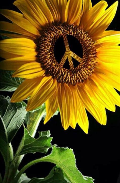 Pin By Gina L Camarda On ~ A Hippies Peace Of Mind ~ Sunflower