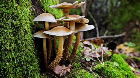 Why Mushrooms Are The Future Of Everything From Sustainable Fashion To