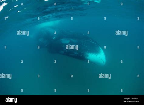Baleine Boréale Balaena Mysticetus Sous Leau Lîle De Baffin Canada Photo Stock Alamy
