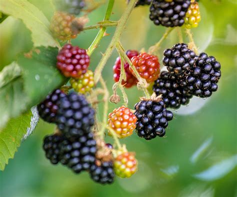 How To Grow Blackberries Expert Tips For Bumper Crops Homes And Gardens