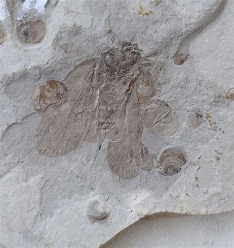 Insect Non Det Member Collections The Fossil Forum