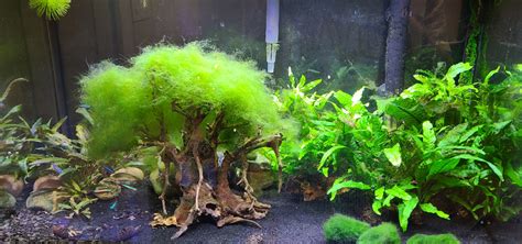 Algae Tree Raquariums