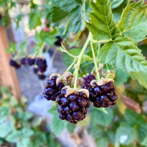 30 The Most Resilient Berry Bushes For Any Garden