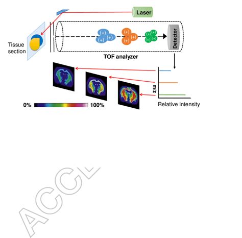 General Schematic Of Maldi Ims Analysis A Tissue Section Is Placed On