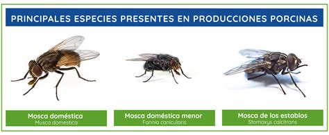 Control De Moscas En Criaderos De Cerdo Gleba