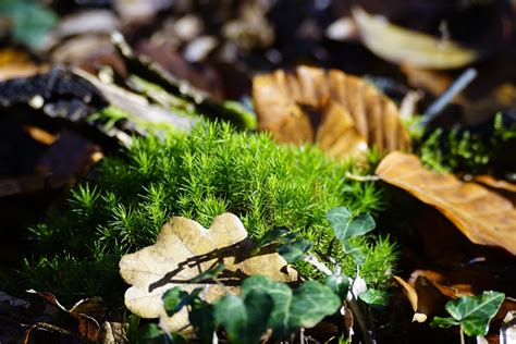 Moss Polytrichum Commune Forest Free Photo On Pixabay