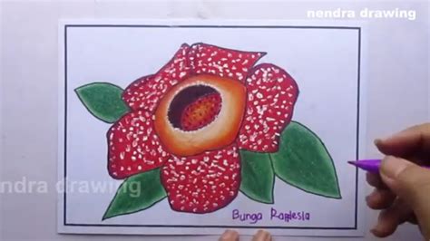 Gambar Sketsa Bunga Raflesia Arnoldi 56 Koleksi Gambar
