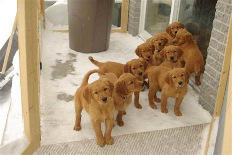 Field Golden Retriever Puppies For Sale Adopt And Cost
