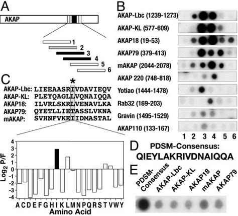 Derivation Of Pdsm Consensus Sequence A Schematic Representation Of