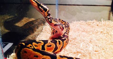 Junpei Iori Pastel Ball Python Album On Imgur